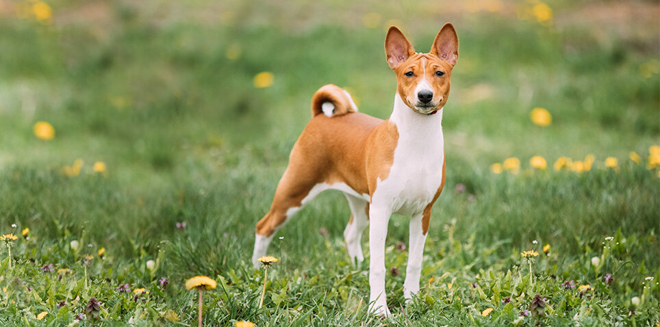 Basenji